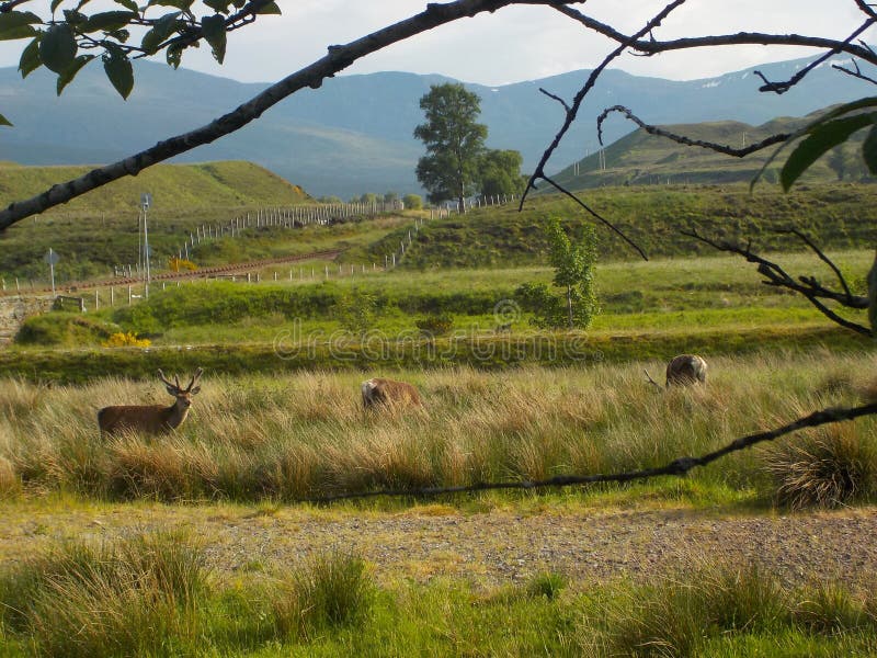 On Freedom. Isle of Skye. Scotland Stock Photo - Image of greatest ...