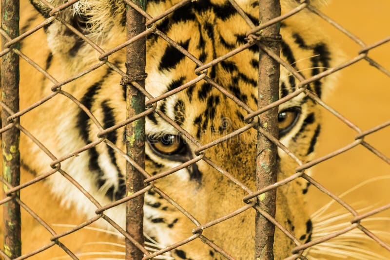 Freedom of little tiger stock photo. Image of kind, tiger - 77928860