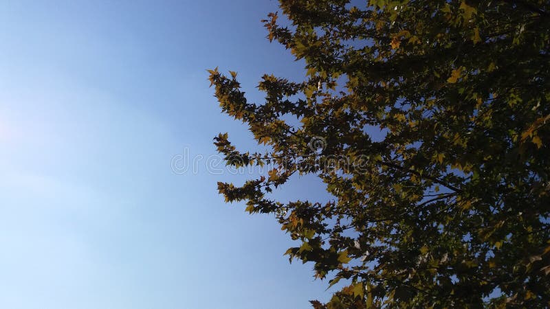 Freedom stock photo. Image of tree, freedom, happyness - 89061040
