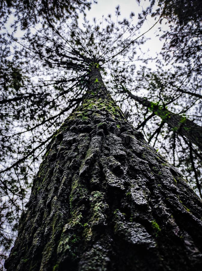 Freedom stock image. Image of forest, green, pine, tree - 221035999