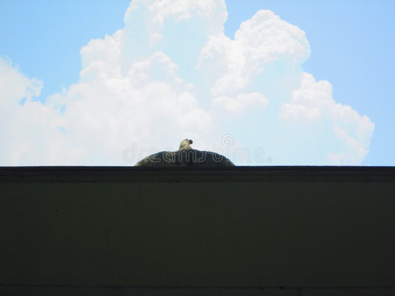 Freedom stock photo. Image of freedom, blue, bird - 79830330