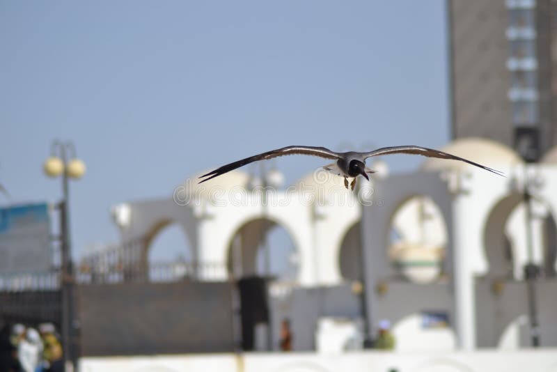 Freedom with the wind stock image. Image of freedom - 224506843