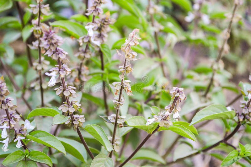 Freeh basil tree stock image. Image of herb, garden, basil - 59060883