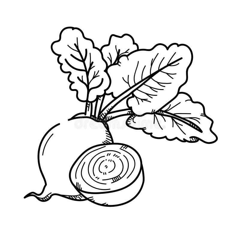 Freehand Drawing Illustration Beetroot. Stock Illustration ...