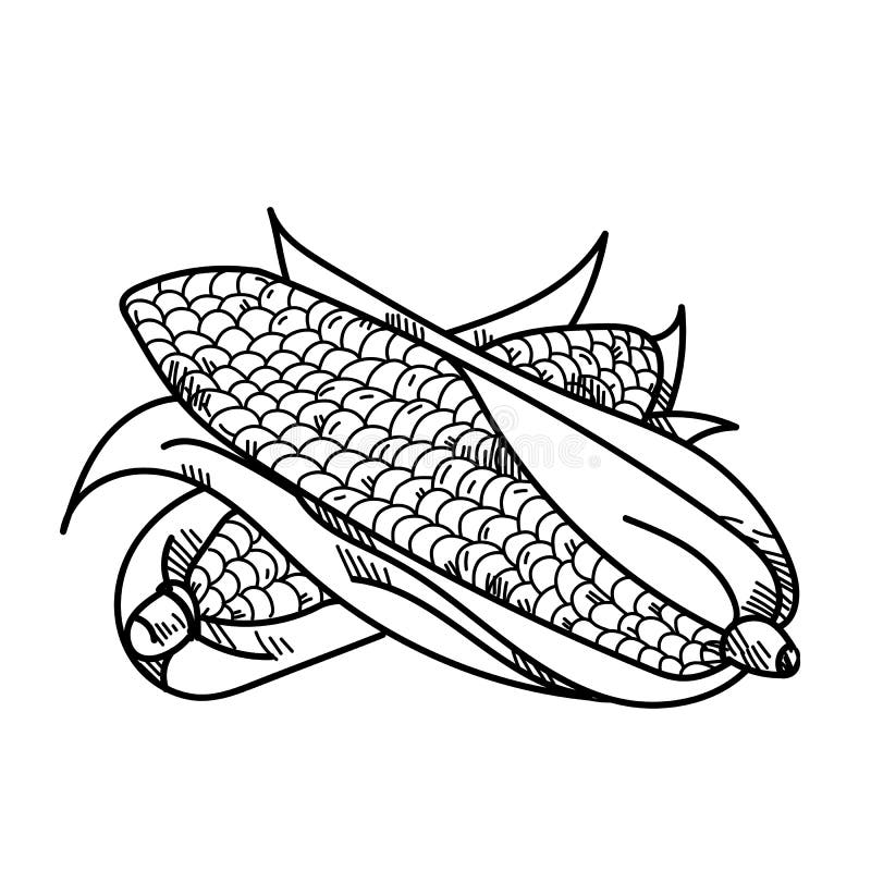 Freehand Drawing Illustration Vegetable Corn. Stock Illustration ...