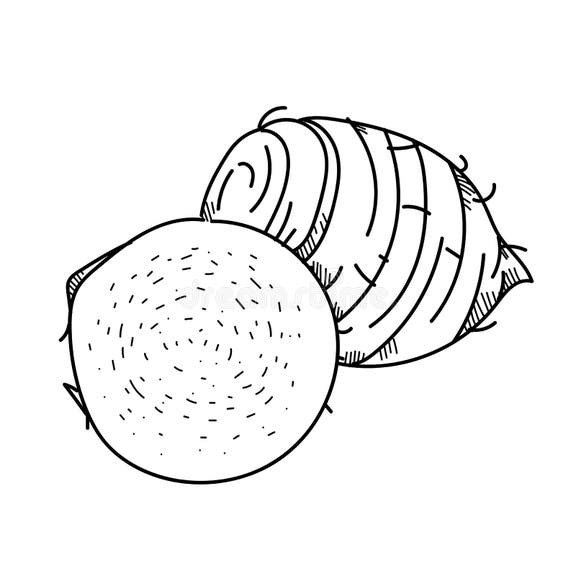 Freehand Drawing Illustration Vegetable Taro. Stock Illustration ...