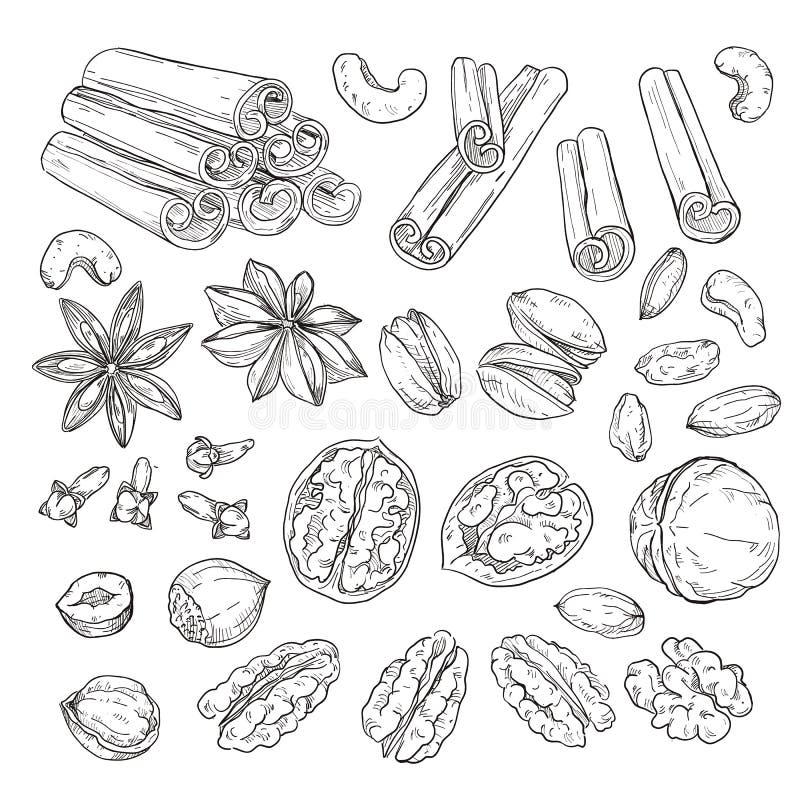 Freehand Drawing Nuts and Spices. Hand Drawn Collection Stock Vector ...