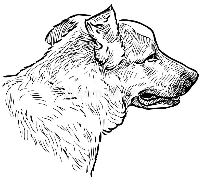 Freehand Drawing of Profile Head of Watchdog Stock Vector ...