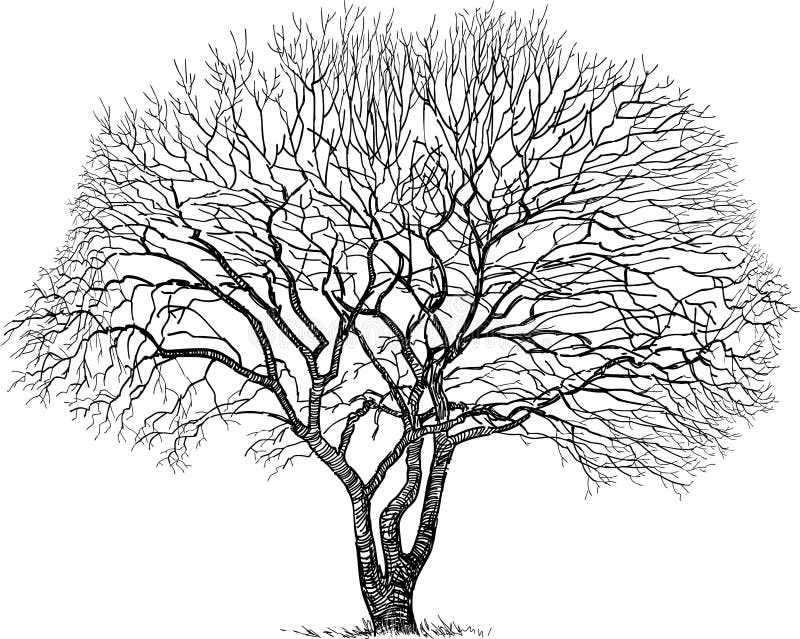 Freehand Drawing of Silhouette Old Deciduous Bare Tree in Cold Season ...