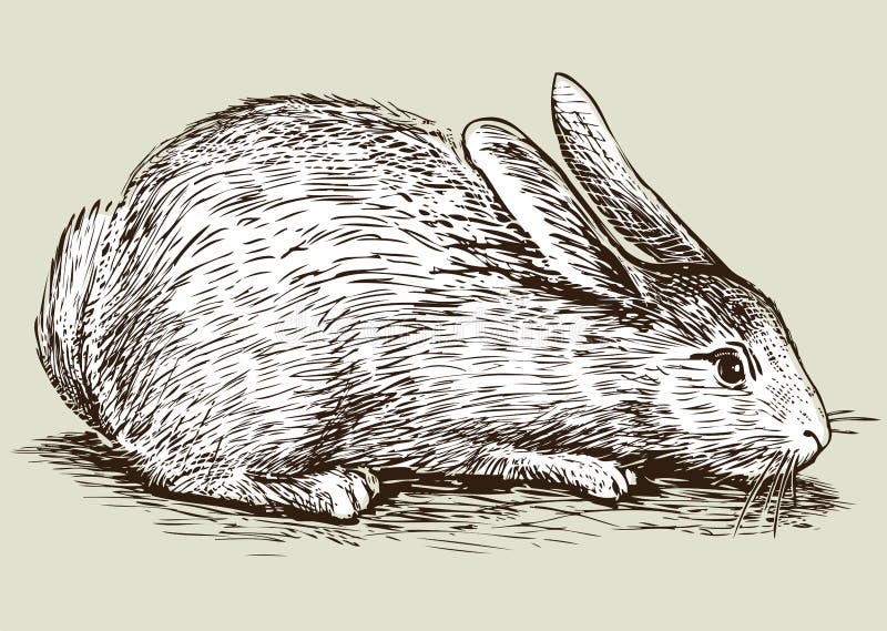 Freehand Drawing of White Cute Domestic Rabbit Stock Vector ...