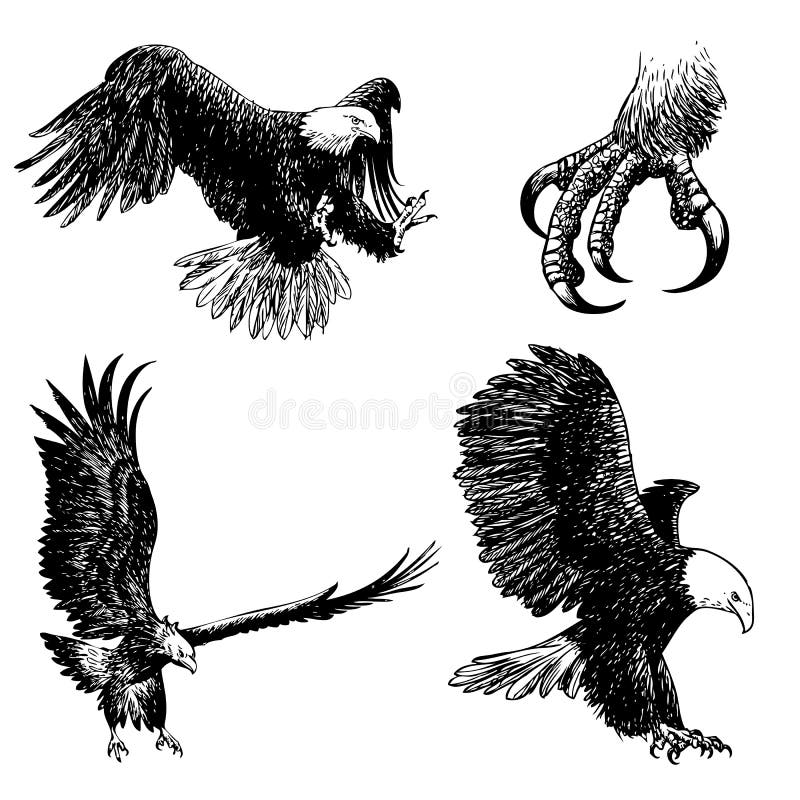 Eagle Doodle Cartoon - Hand Drawing Stock Illustration - Illustration ...