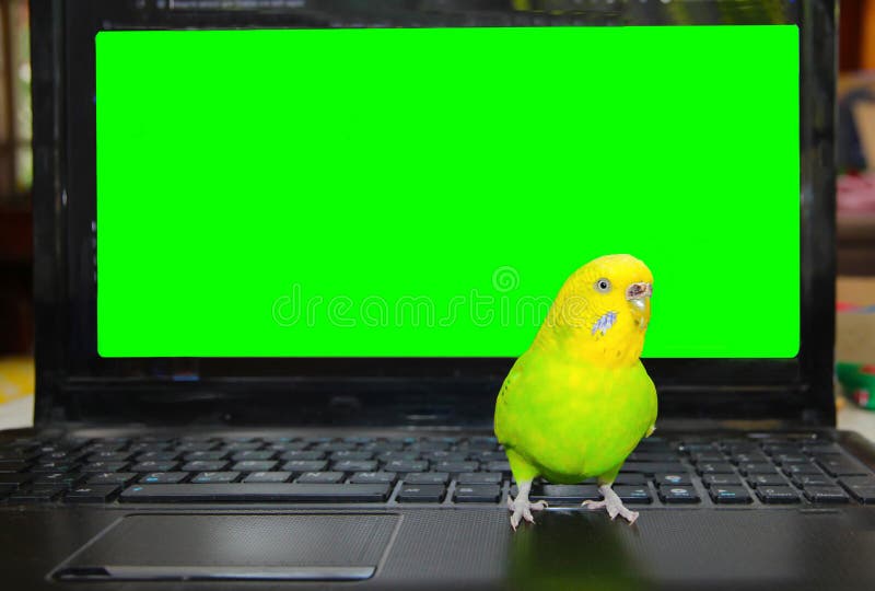 Freelancer Working with Green Parrot and a Laptop Computer with a ...