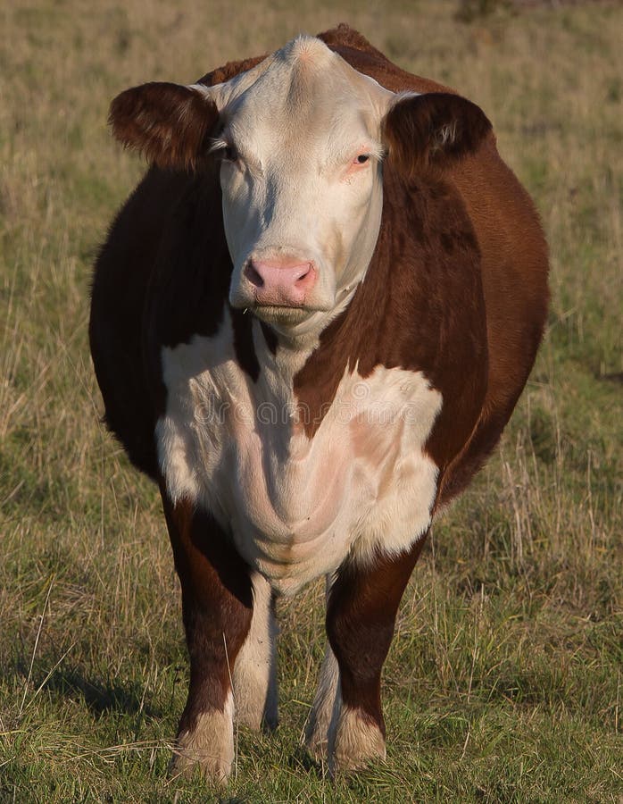 233 Cattle Grazing November Stock Photos - Free & Royalty-Free Stock ...