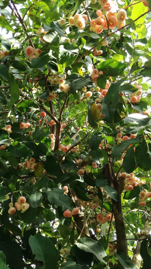 Frees Guava Fruit in the Garden from Banyuwangi East Java Indonesia ...