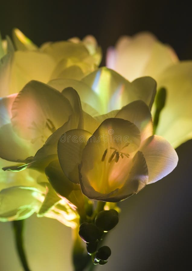 Freesia Picture. Image: 2160461