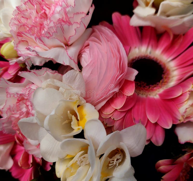 Freesia Aromatic Flower, Gerbera, Dianthus and Ranunculus in the ...