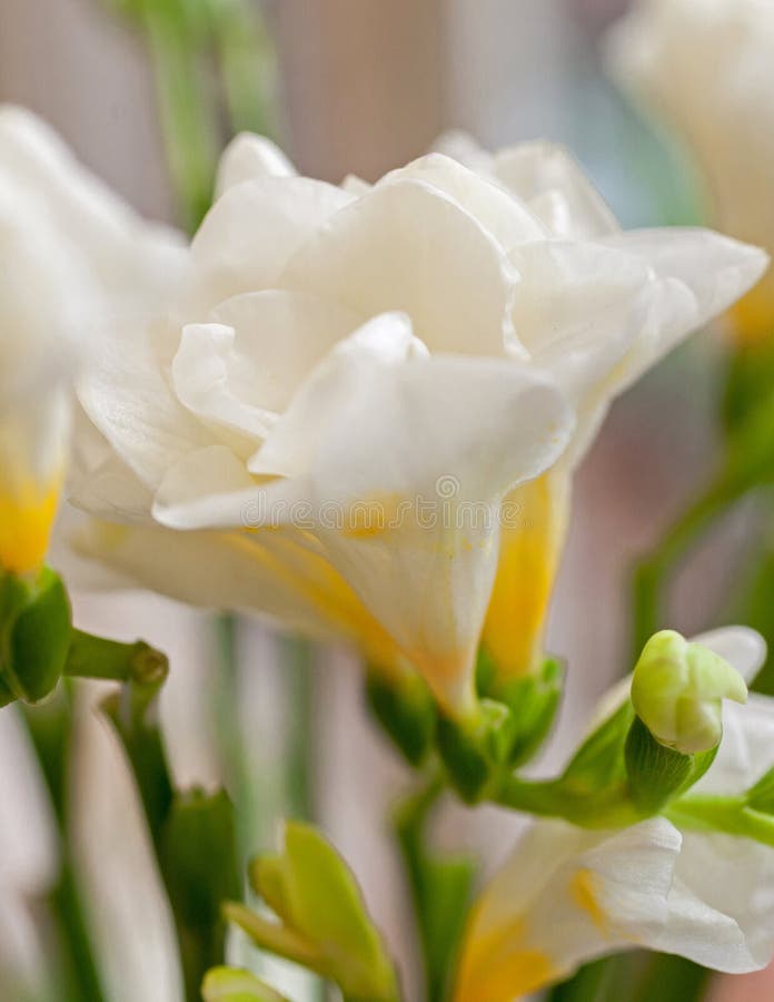 Freesia Double White stock photo. Image of green, celebrate - 110783346