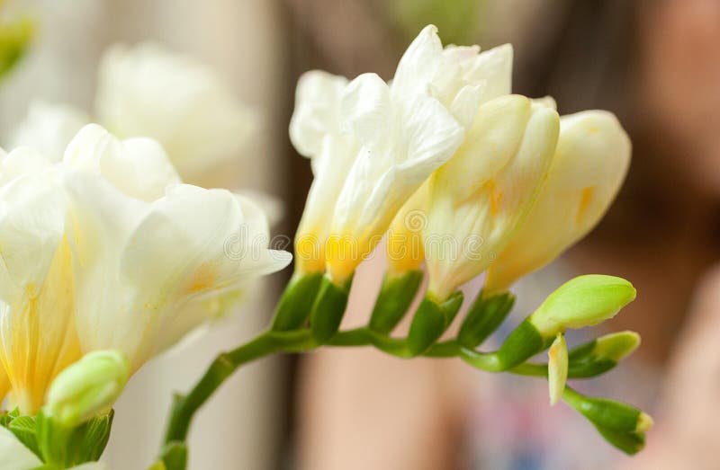Freesia Double White stock photo. Image of fragrant - 110783364