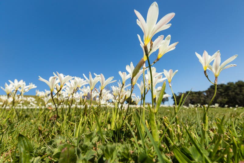 Freesia field stock image. Image of growing, springtime - 45362051
