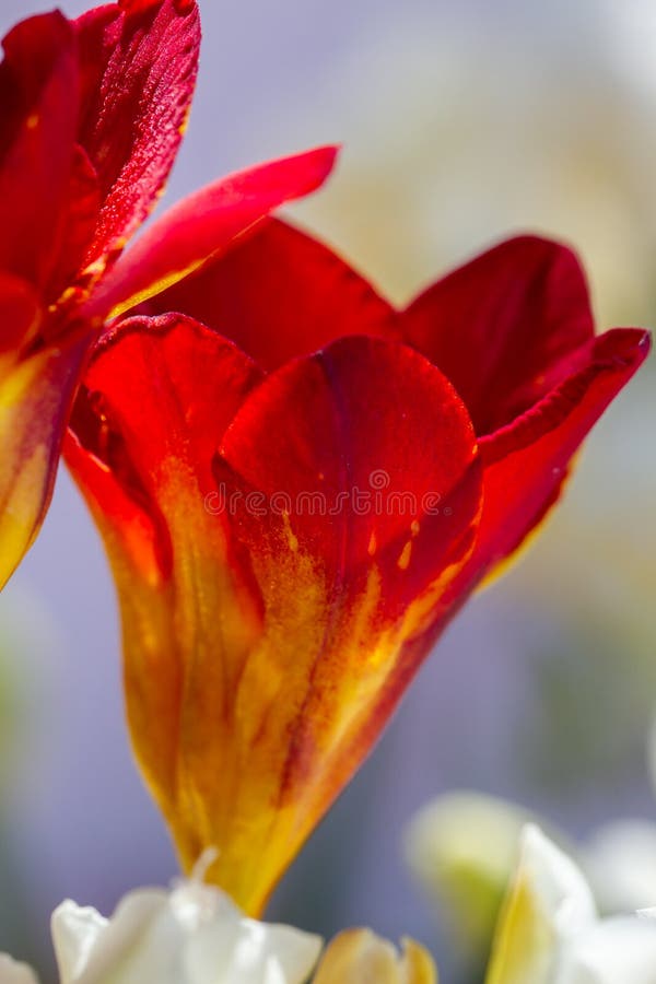 Red Freesia Flowering Plants in Spring Natural Light Stock Photo ...
