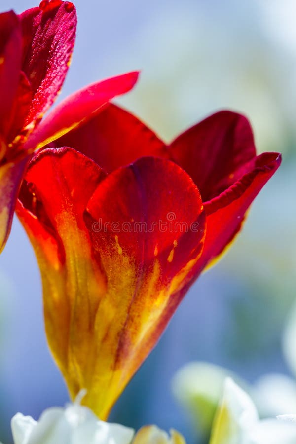 Red Freesia Flowering Plants in Spring Natural Light Stock Photo ...