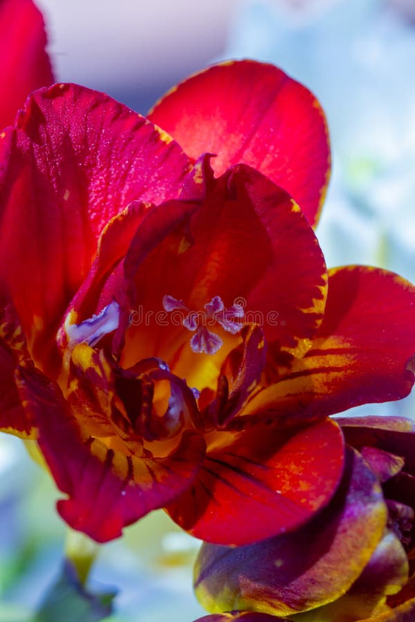 Red Freesia Flowering Plants in Spring Natural Light Stock Photo ...