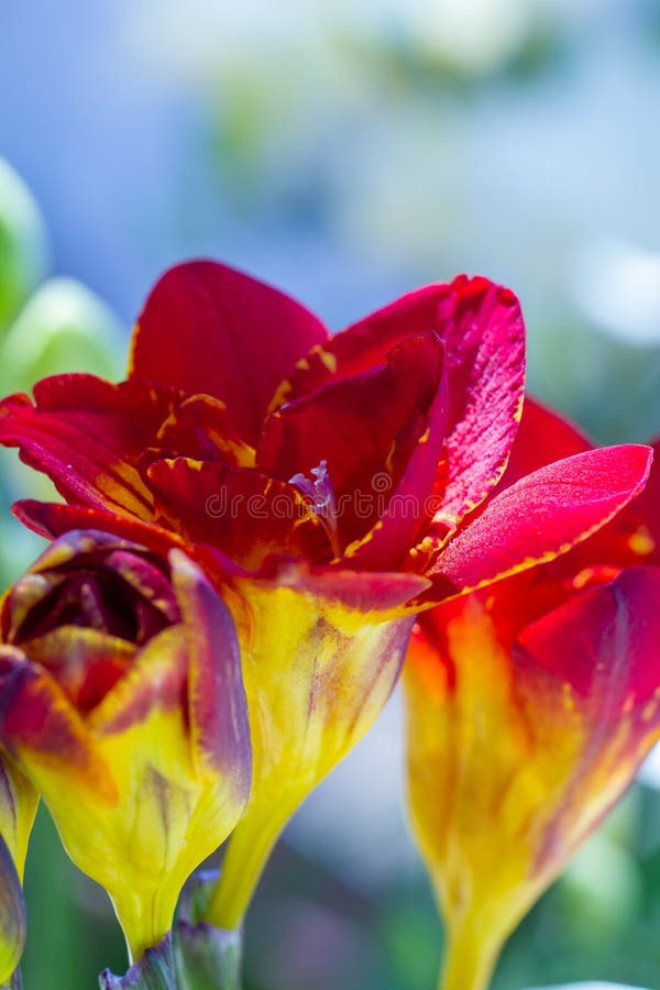 Red Freesia Flowering Plants in Spring Natural Light Stock Photo ...