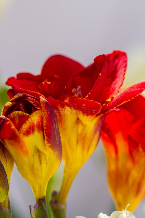 Red Freesia Flowering Plants in Spring Natural Light Stock Image ...