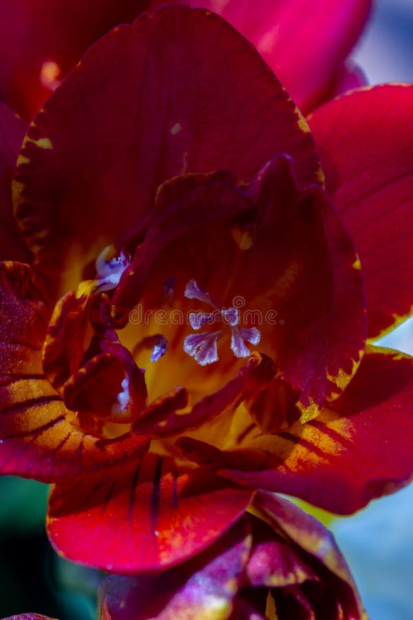 Red Freesia Flowering Plants in Spring Natural Light Stock Image ...