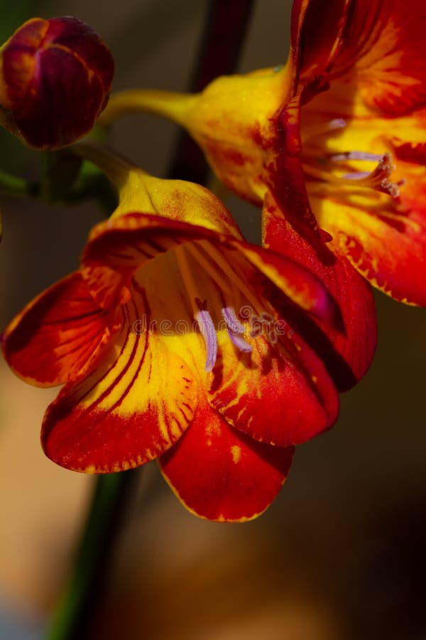 Red Freesia Flowering Plants in Spring Natural Light Stock Photo ...