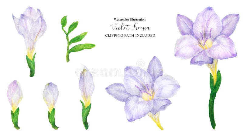 Freesia Flowers and Buds, Watercolor Stock Illustration - Illustration ...