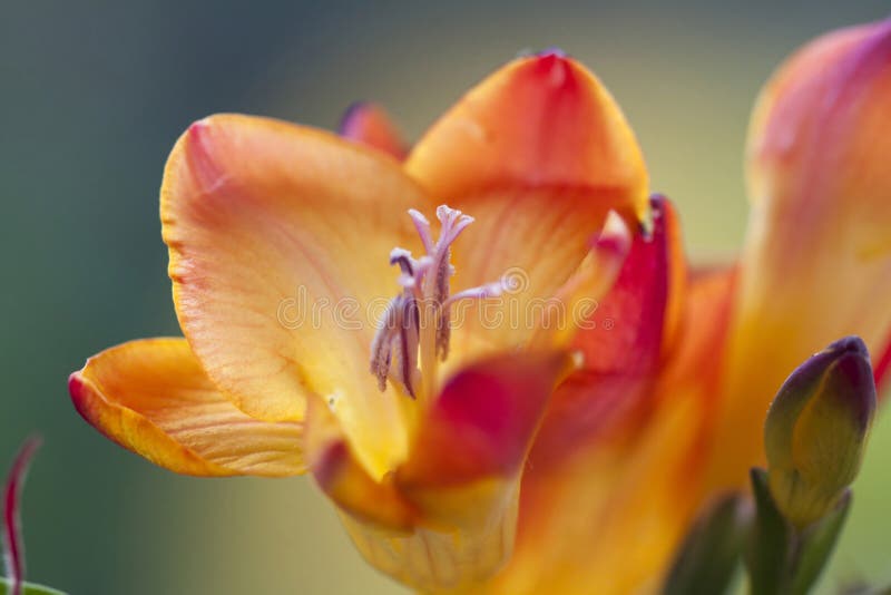 Freesia flowers stock image. Image of floral, beautiful - 37914311