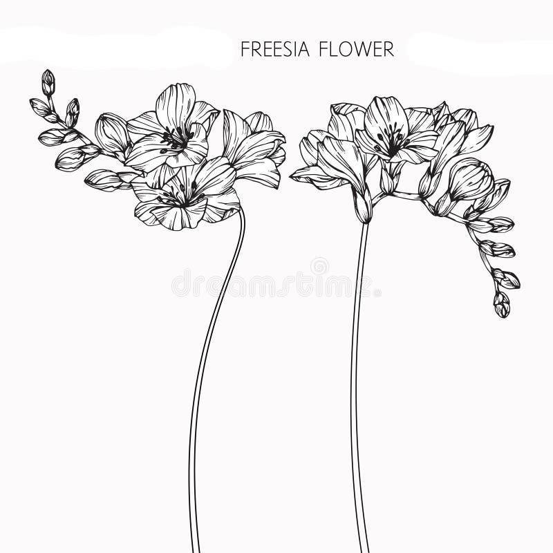 Freesia.Sketch Black and White Stock Vector - Illustration of blossom ...