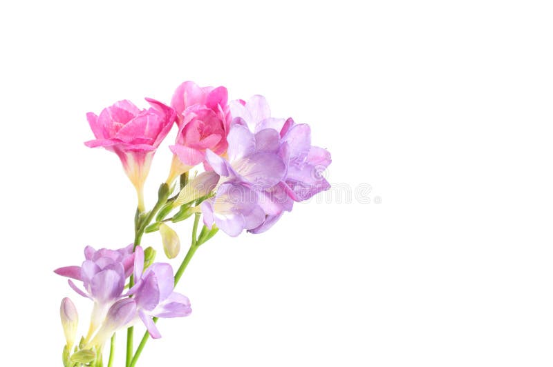 Freesia Flowers Isolated on White Background Stock Photo - Image of ...