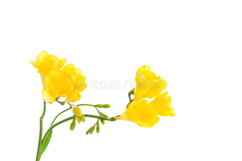 Freesia Flowers Isolated on White Background Stock Photo - Image of ...