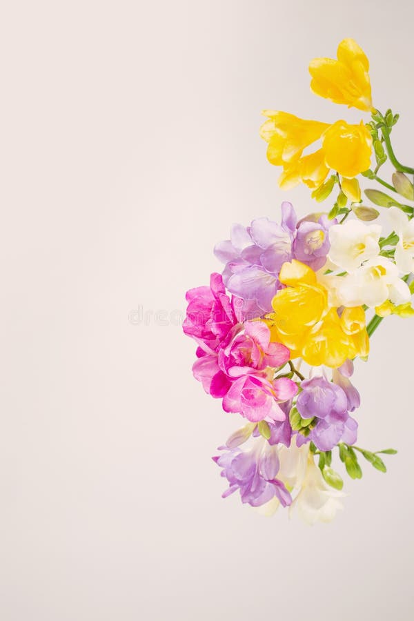 Freesia Flowers on White Background Stock Image - Image of decoration ...