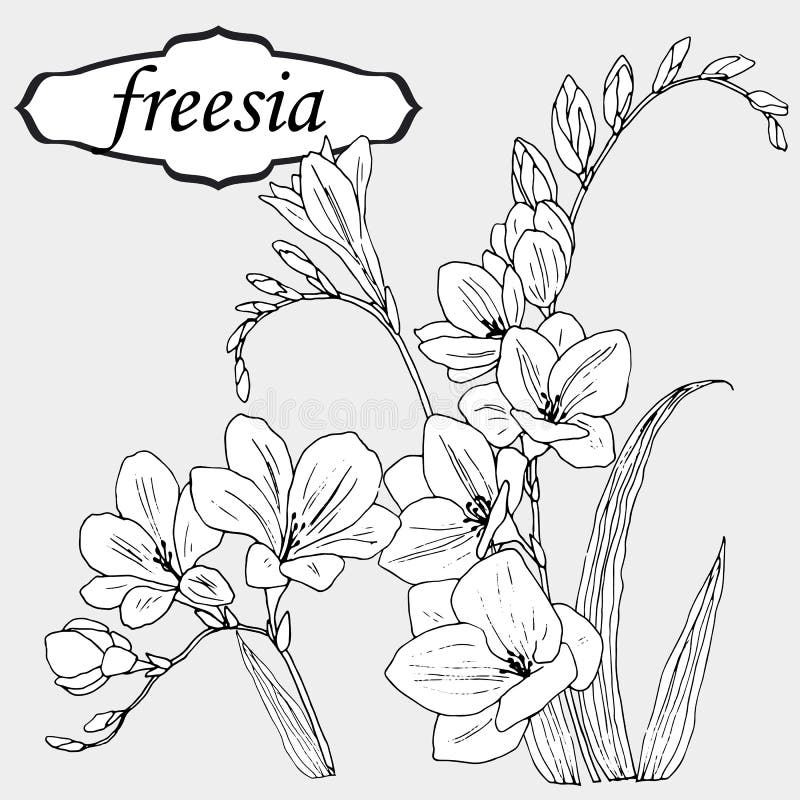 Vector Freesia Floral Botanical Flower. Black And White Engraved Ink ...