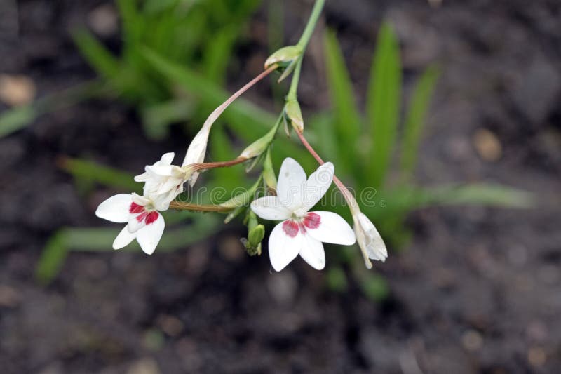 Freesia Laxa in Bloom, Flowering Grass Stock Image - Image of unopened ...