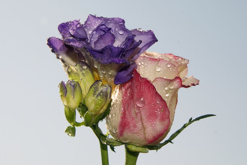 Freesia and rose stock photo. Image of decoration, nice - 89157904