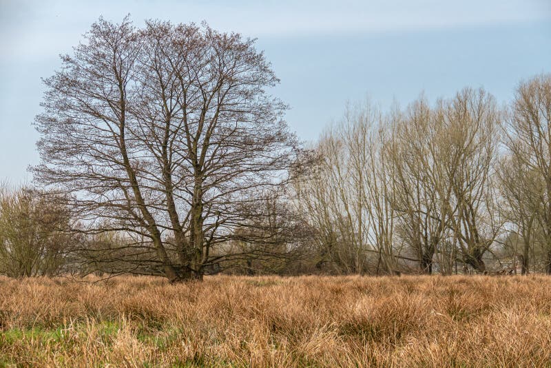 Freestanding Tree from a Moor Meadow Stock Photo - Image of clouds ...