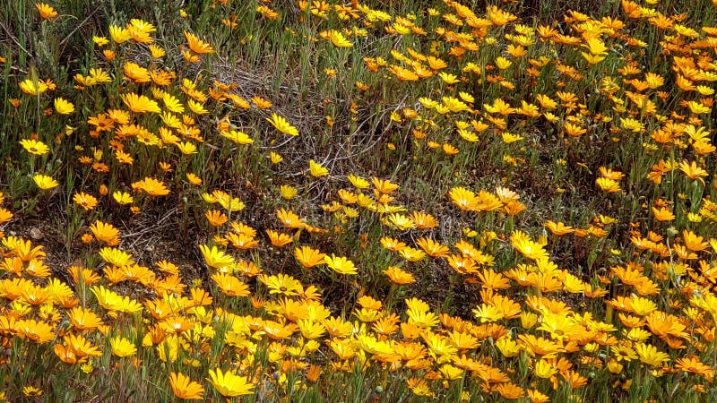Freeway Flowers Wild Daisy Spring is Coming Stock Photo - Image of ...
