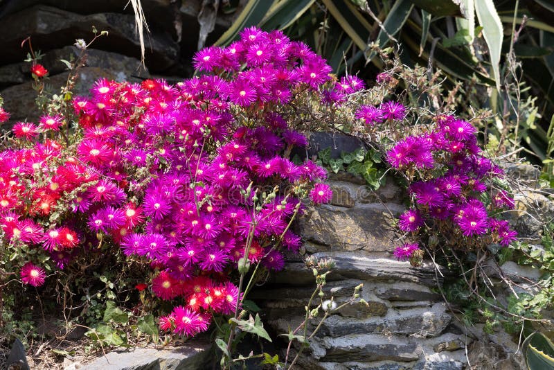 Freeway Iceplant, Carpobrotus Edulis, Flowering in Padstow Cornwall ...