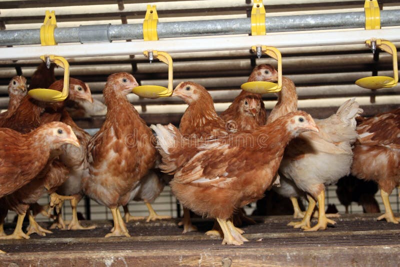 Freewheel Brown Laying Hens Late in the Stable Stock Image - Image of ...