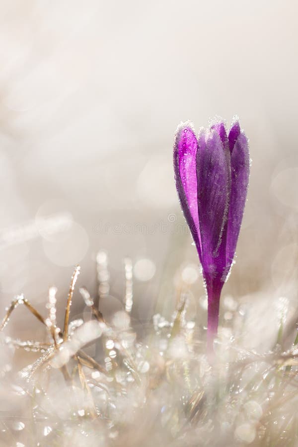 Freeze Crocus Flower in Spring Stock Photo - Image of freeze, bright ...