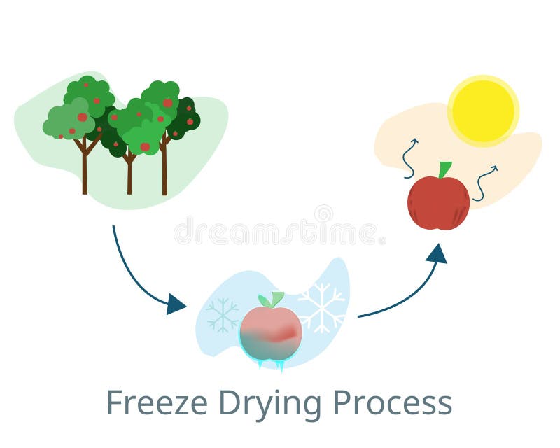 Freeze Drying Stock Illustrations – 65 Freeze Drying Stock ...
