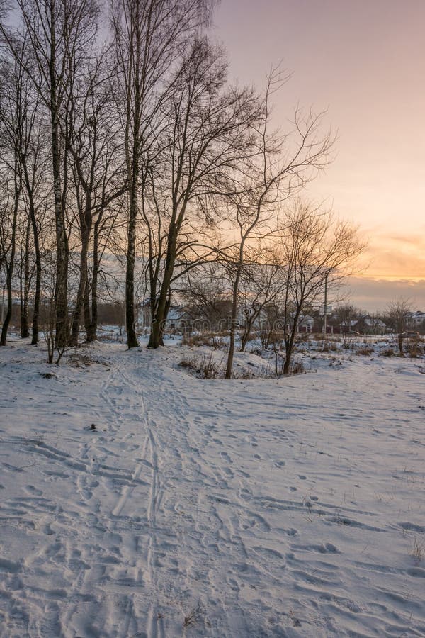 Freeze Landscape of the Forest during the Sunset. Trees are Highlighted ...