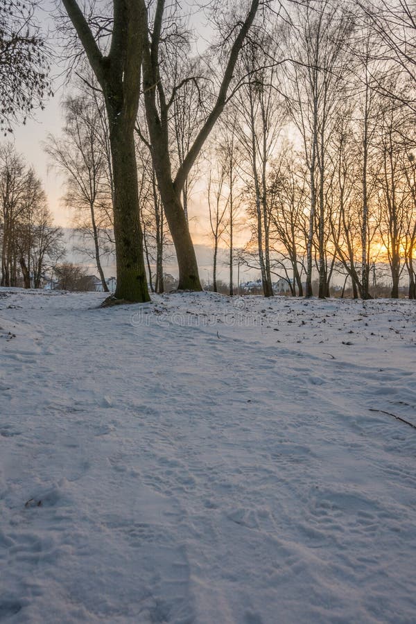 Freeze Landscape of the Forest during the Sunset. Trees are Highlighted ...