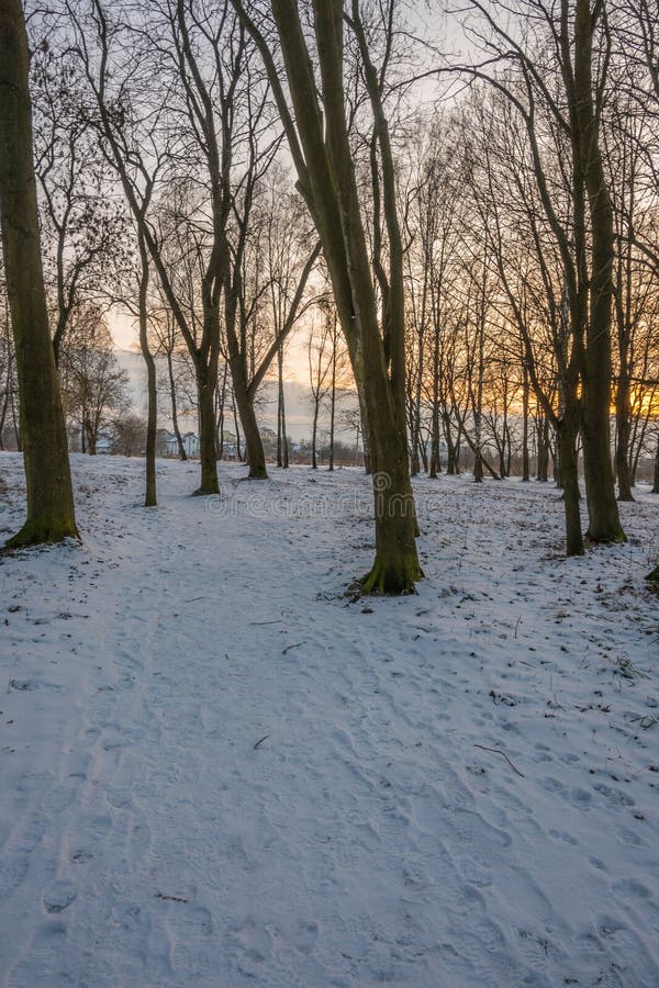 Freeze Landscape of the Forest during the Sunset. Trees are Highlighted ...