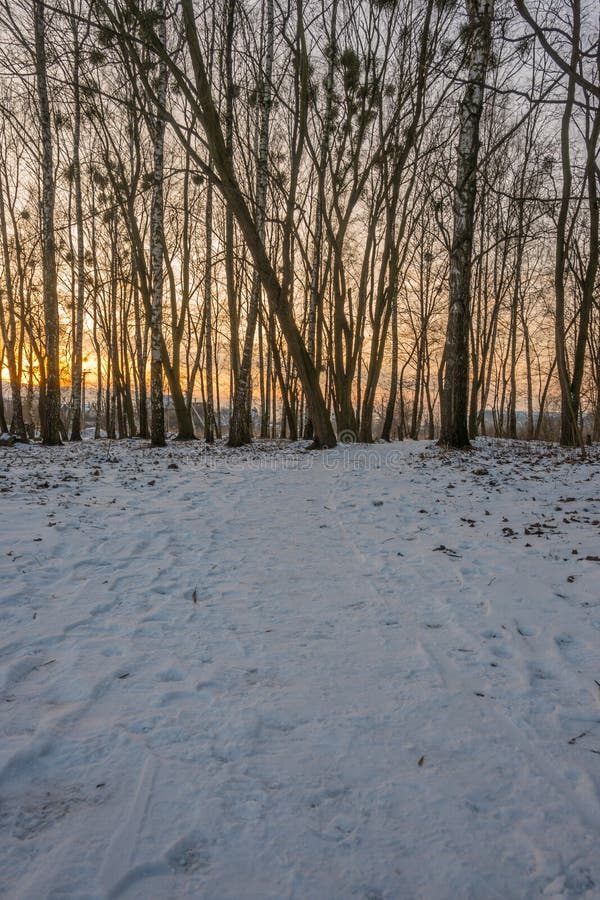 Freeze Landscape of the Forest during the Sunset. Trees are Highlighted ...