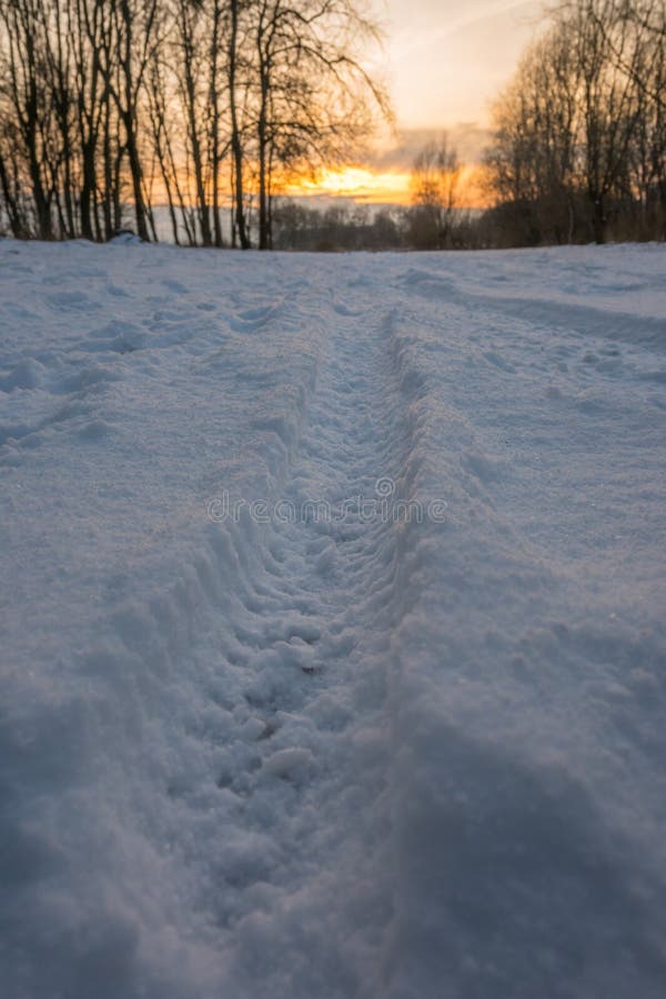 Freeze Landscape of the Forest during the Sunset. Trees are Highlighted ...
